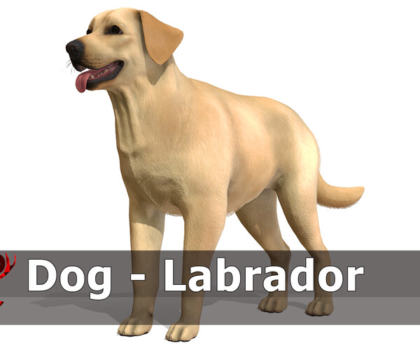 ArtStation - Dog - Labrador | Game Assets