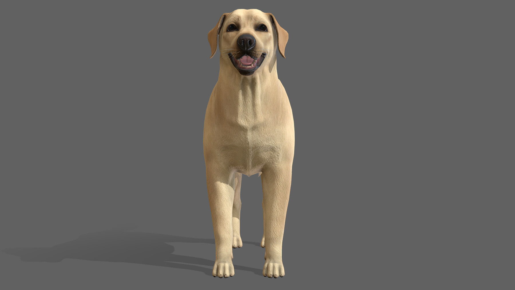 ArtStation - Dog - Labrador | Game Assets