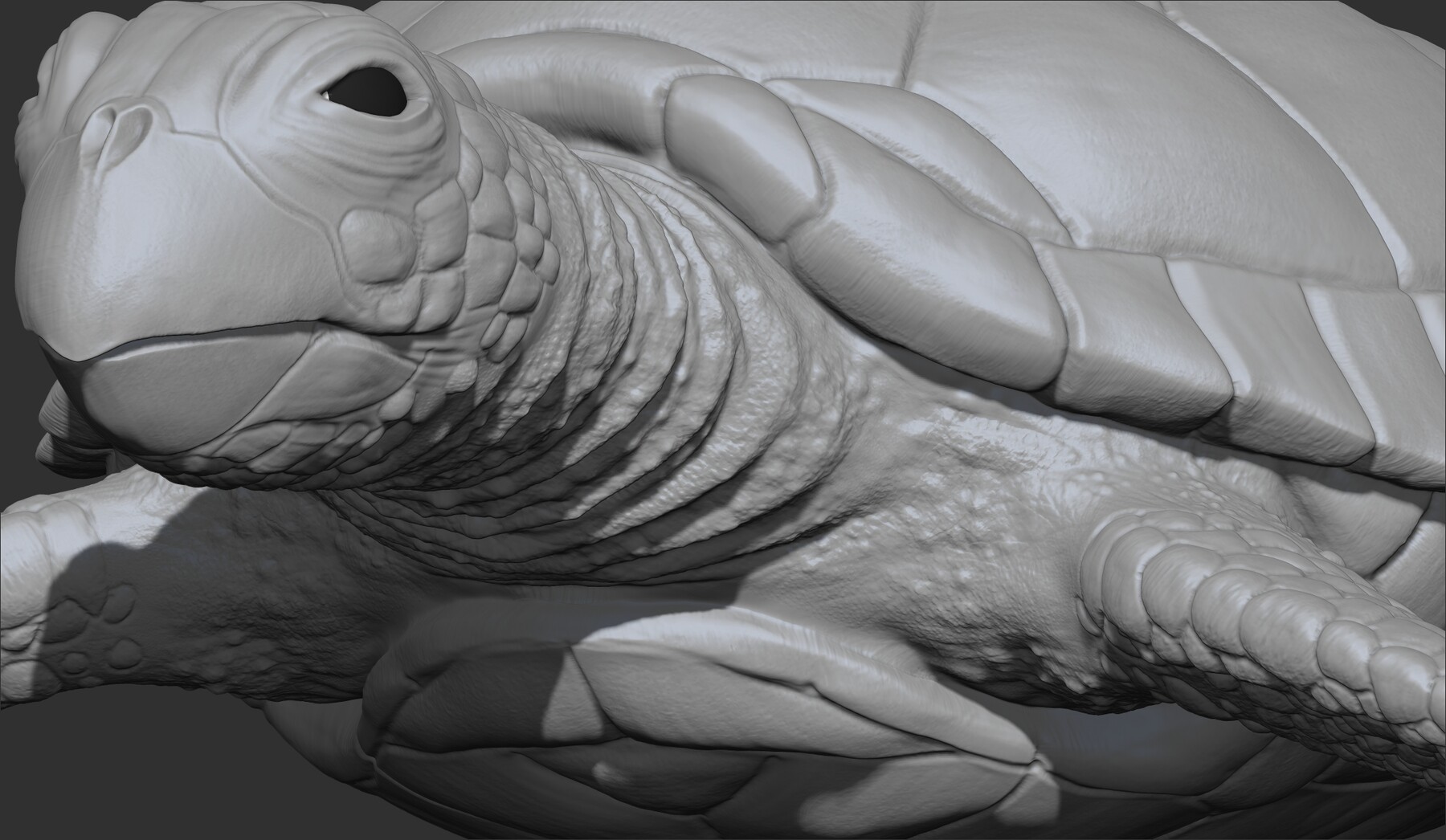 ArtStation - GreenSeaTurtle.stl | Resources