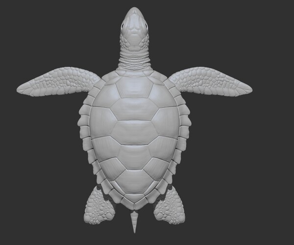 ArtStation - GreenSeaTurtle.stl | Resources