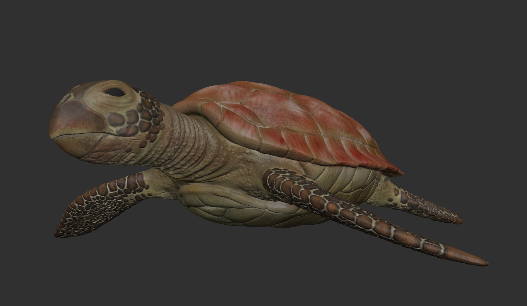 ArtStation - GreenSeaTurtle.stl | Resources