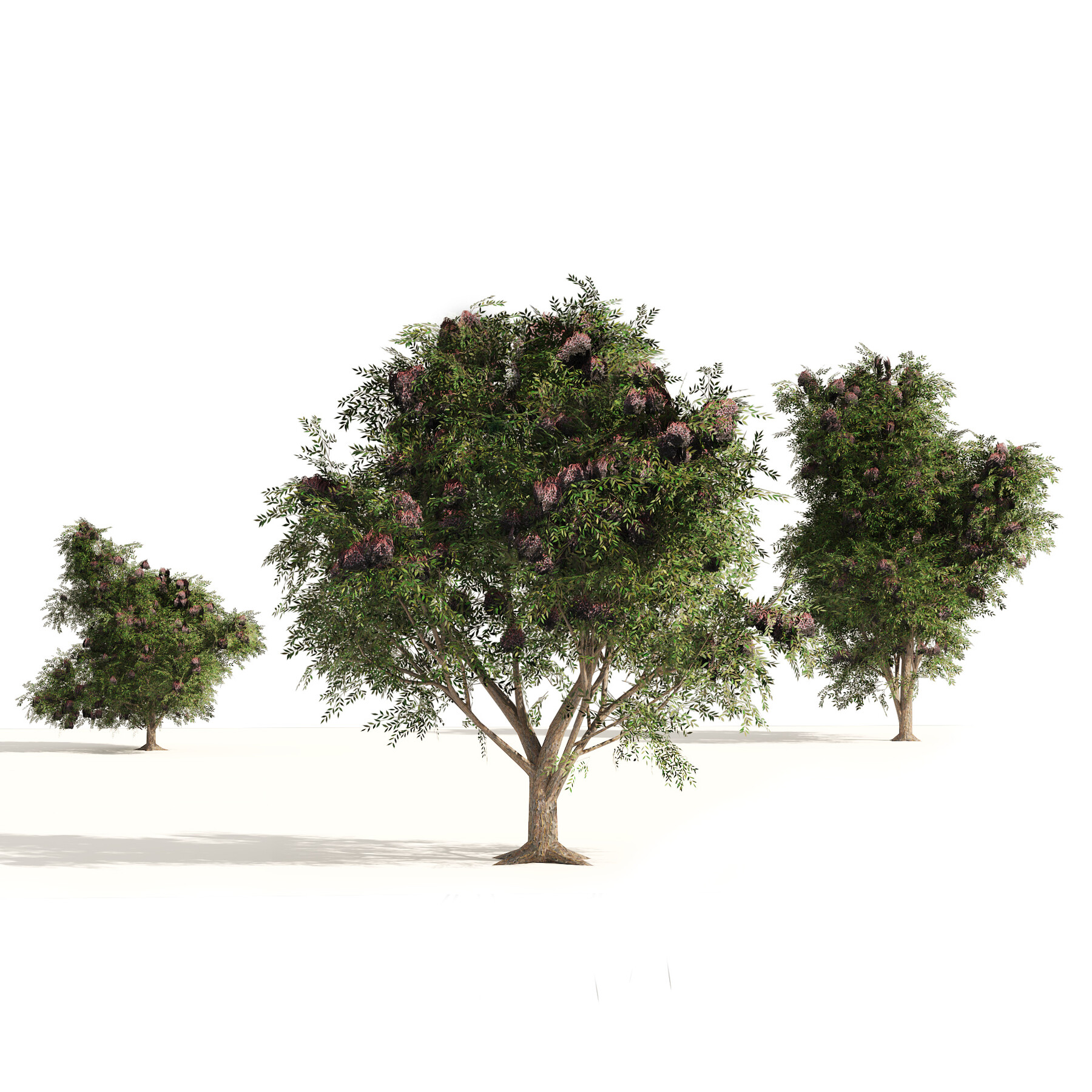 ArtStation - 3 Elder Berry Fruit Trees | Resources