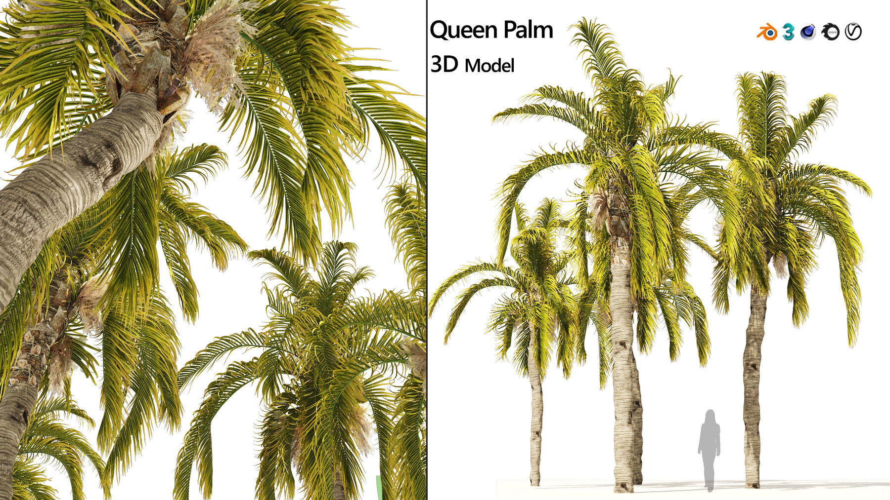 ArtStation - 5 Queen Palm Trees | Resources