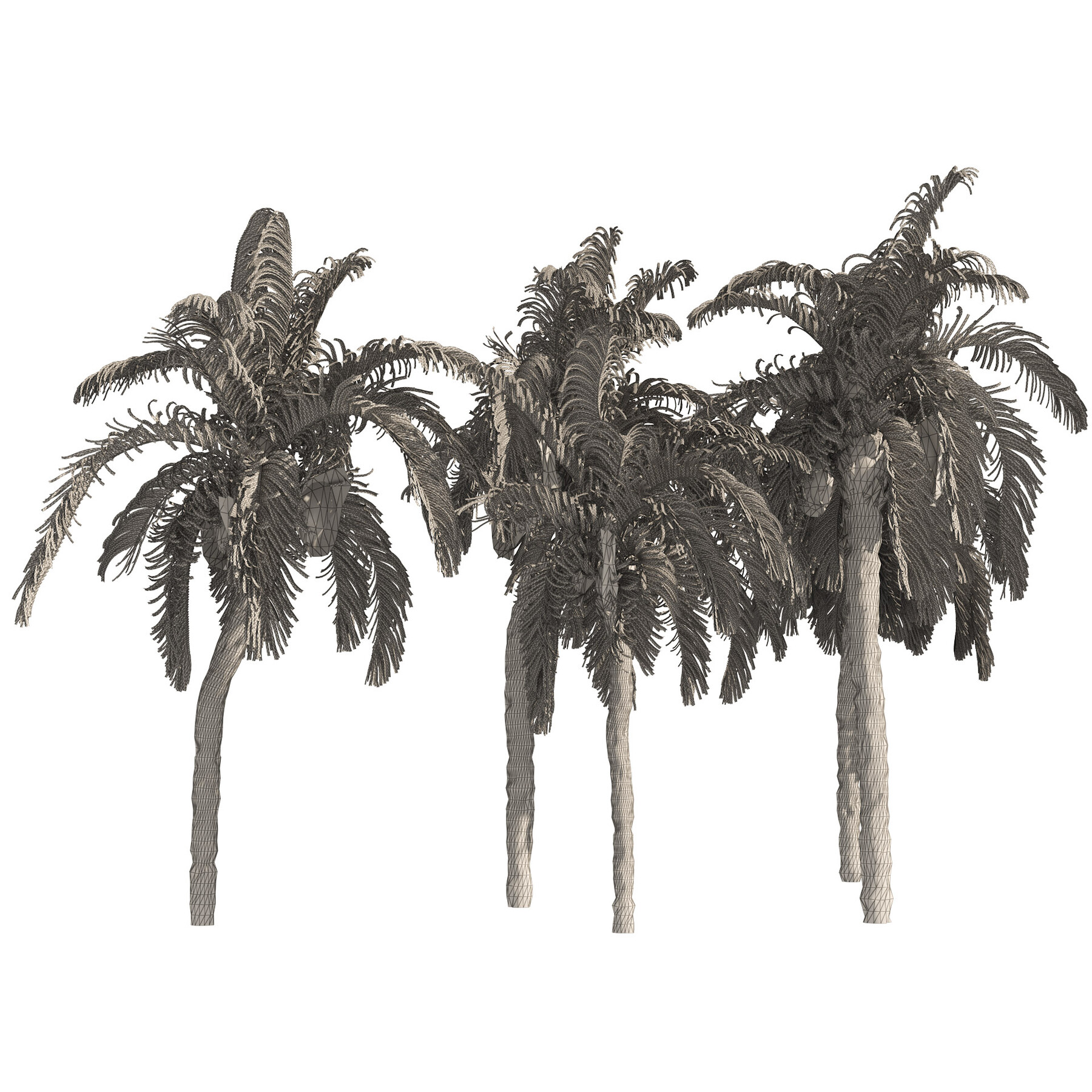 ArtStation - 5 Queen Palm Trees | Resources