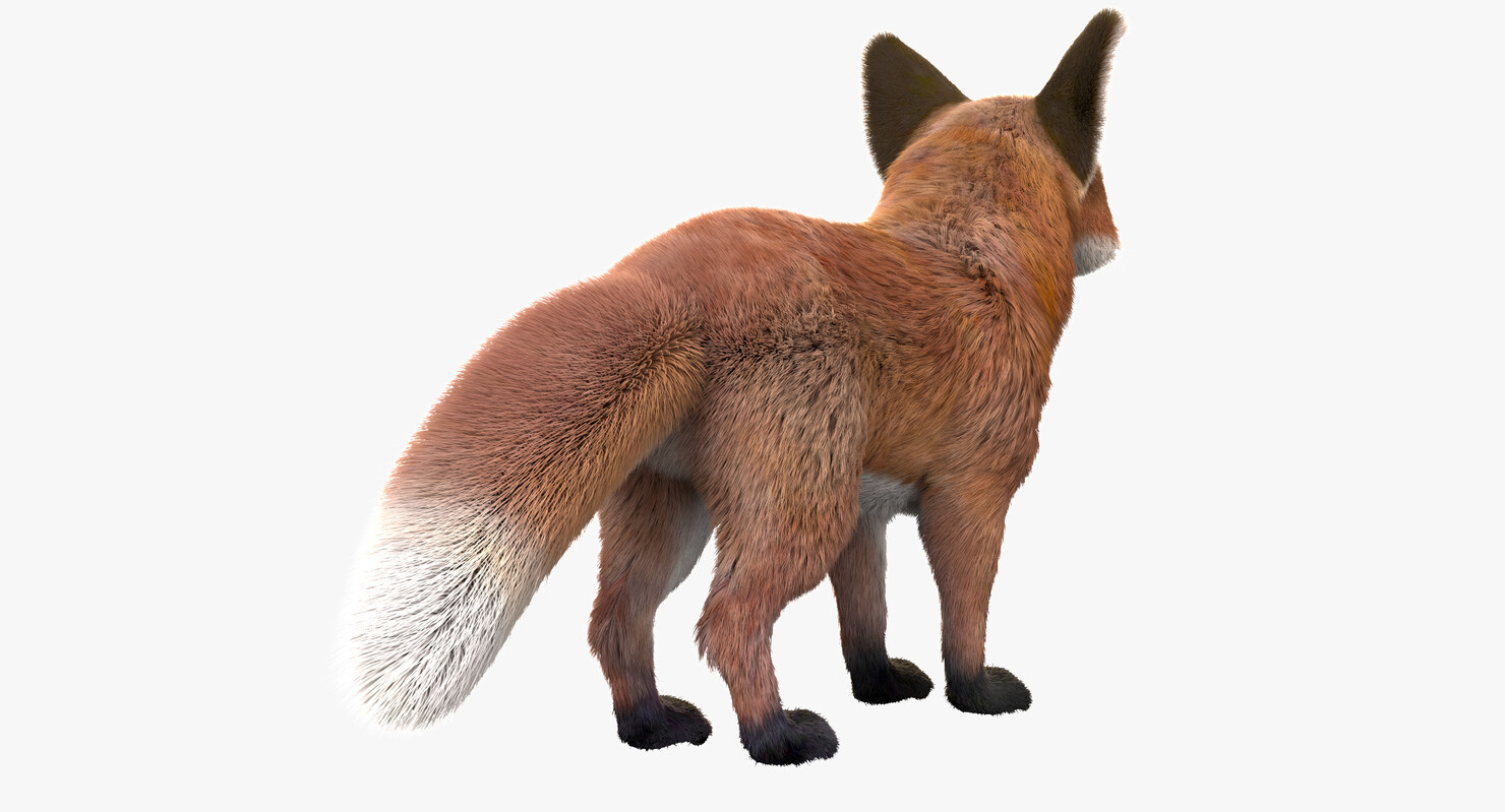 ArtStation - Stylized Fox model 3d - Maya 2016 | Resources