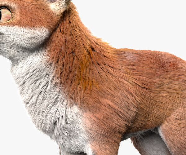 ArtStation - Stylized Fox model 3d - Maya 2016 | Resources