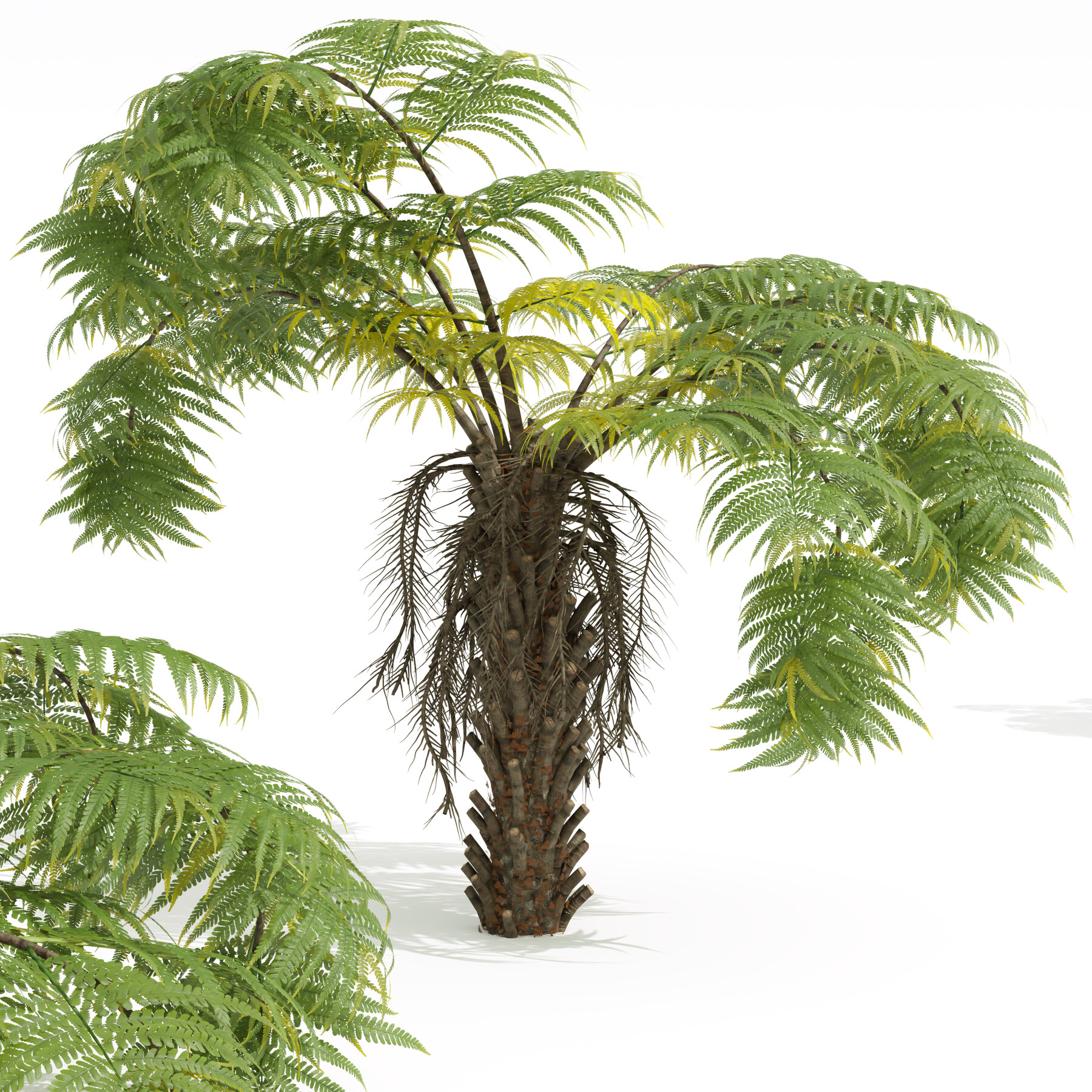 ArtStation - New Plant High detail Alsophila Spinulosa Fern Small ...