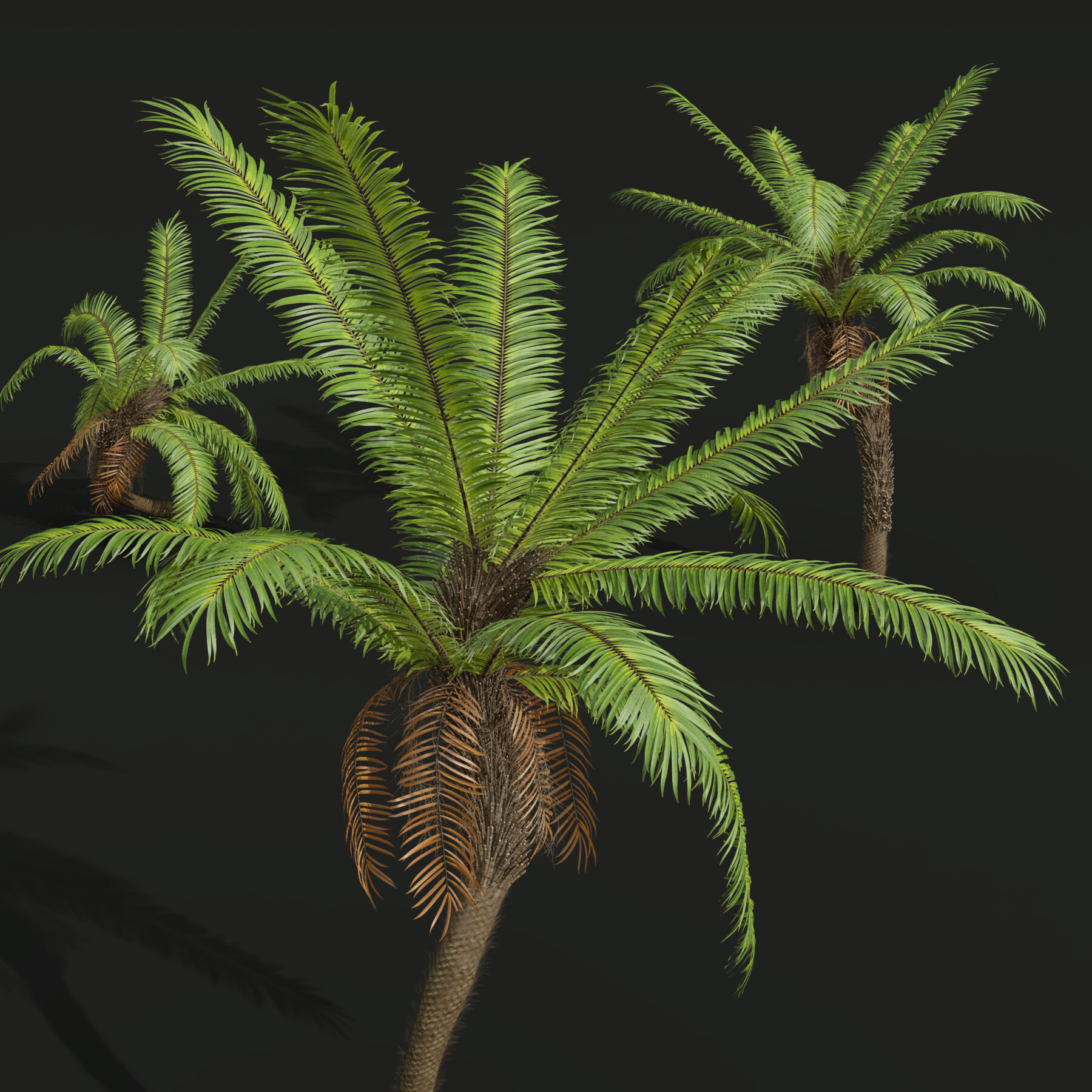 ArtStation - Brainea Insignis Fern Medium | Resources