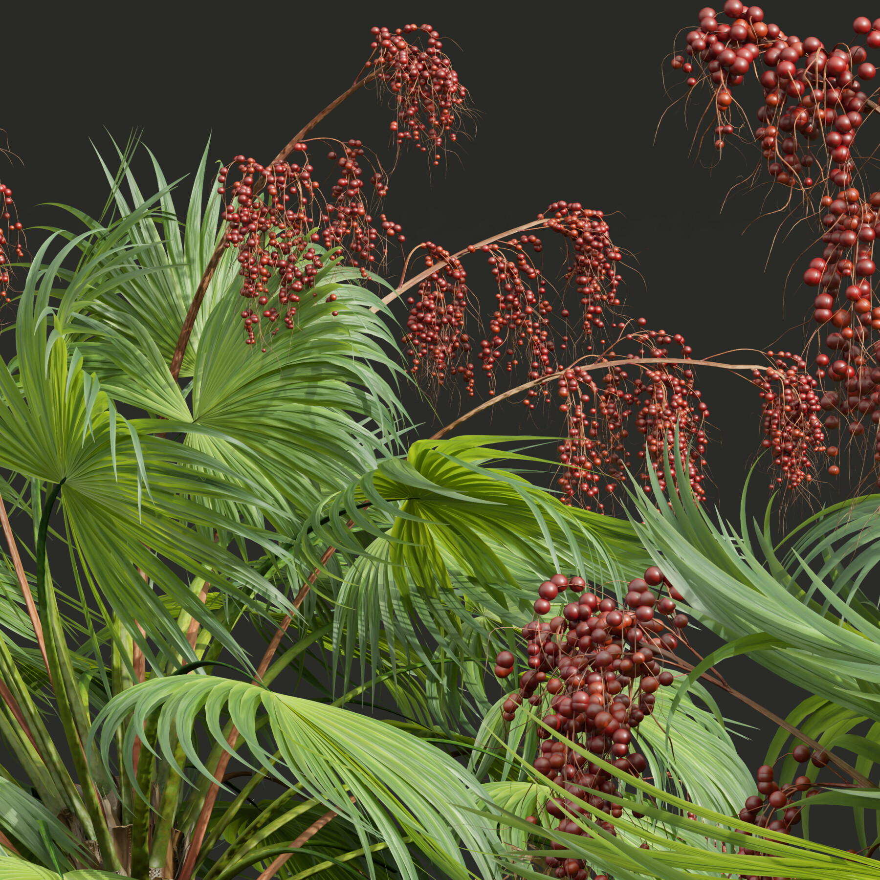 ArtStation - New Plant High detail Acoelorrhaphe Wrightii Fruit | Resources