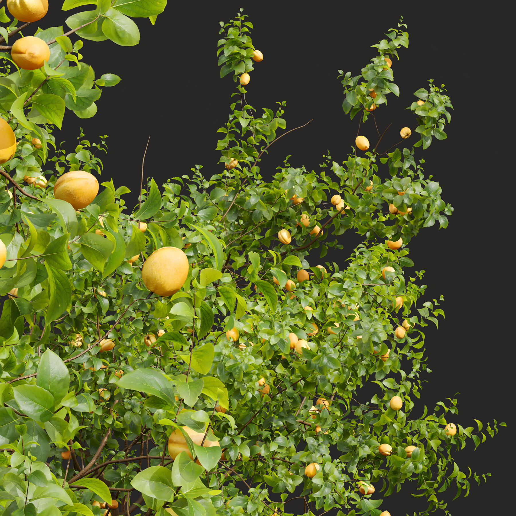 ArtStation - Amygdalus Persica Peach and Armeniaca Vulgaris Prunus ...