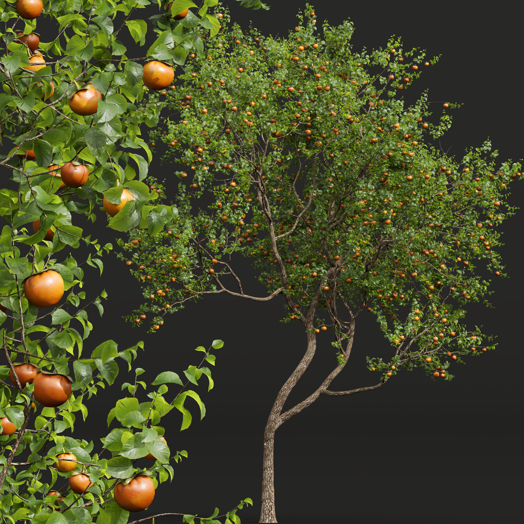 ArtStation - New Plant High detail Diospyros Kaki Persimmon | Resources