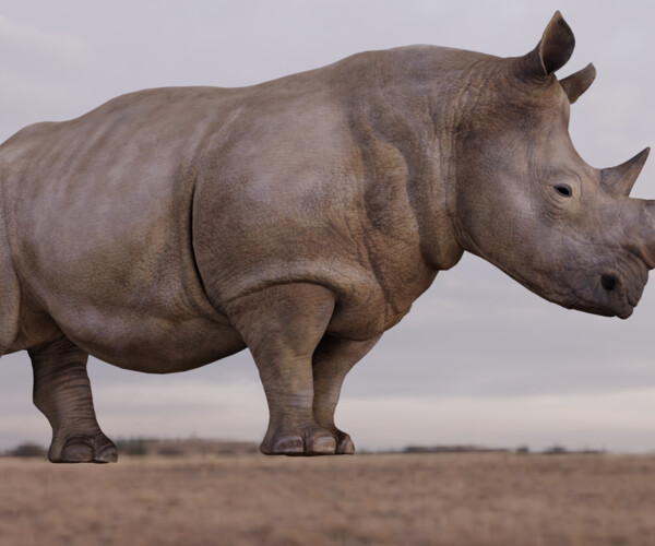 ArtStation - ANIMATED RHINOCEROS LOW POLY | Game Assets