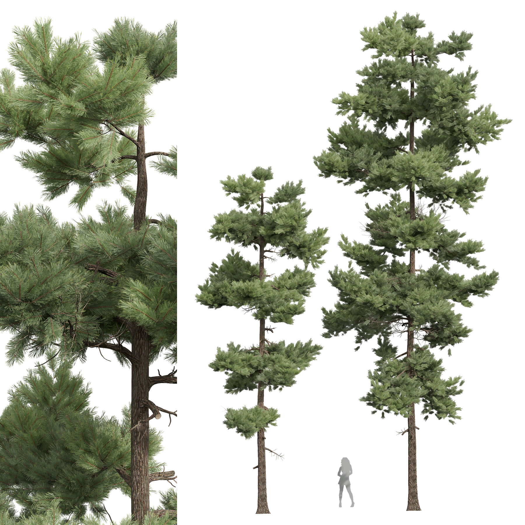 ArtStation - New Plant High detail Pinus Echinata | Resources