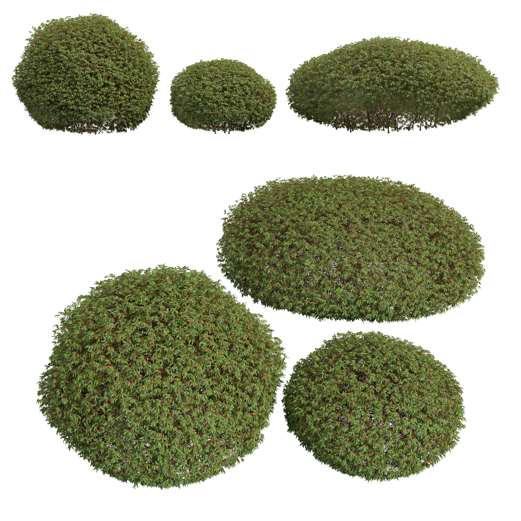 ArtStation - Pyrrosia Lingua Hedge Sphere Bush | Resources