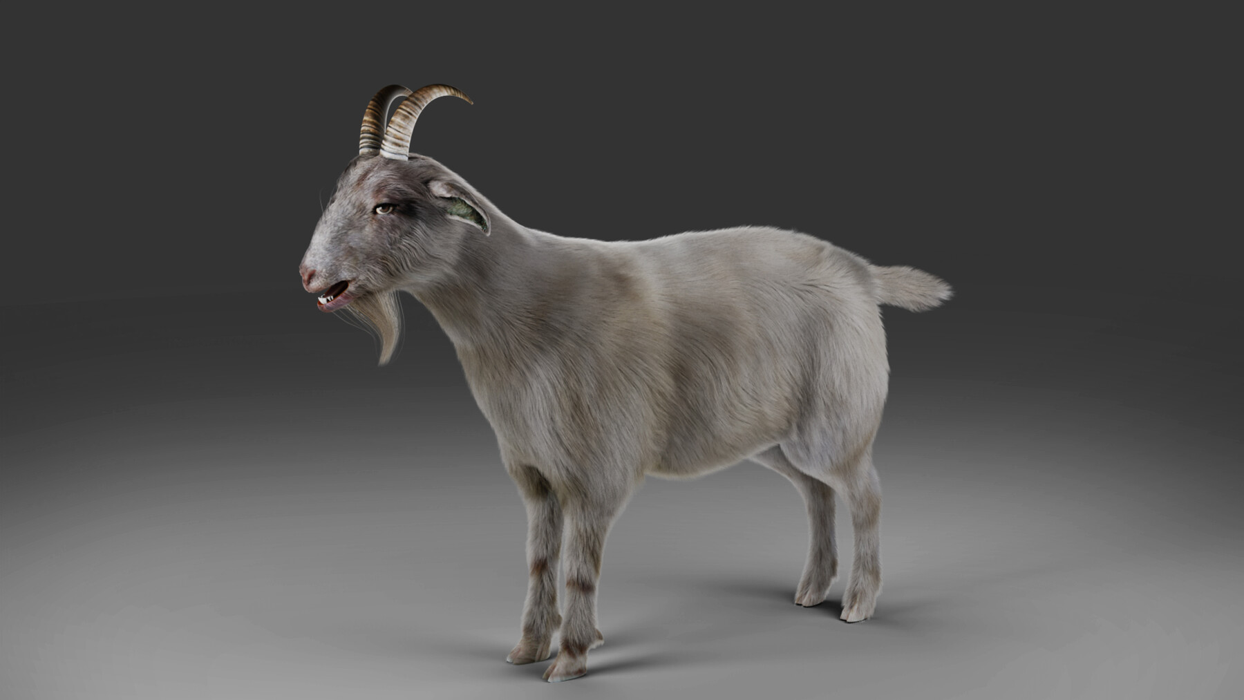 ArtStation - Fur Goat 02 Rigged and Animation in Blender | Game Assets