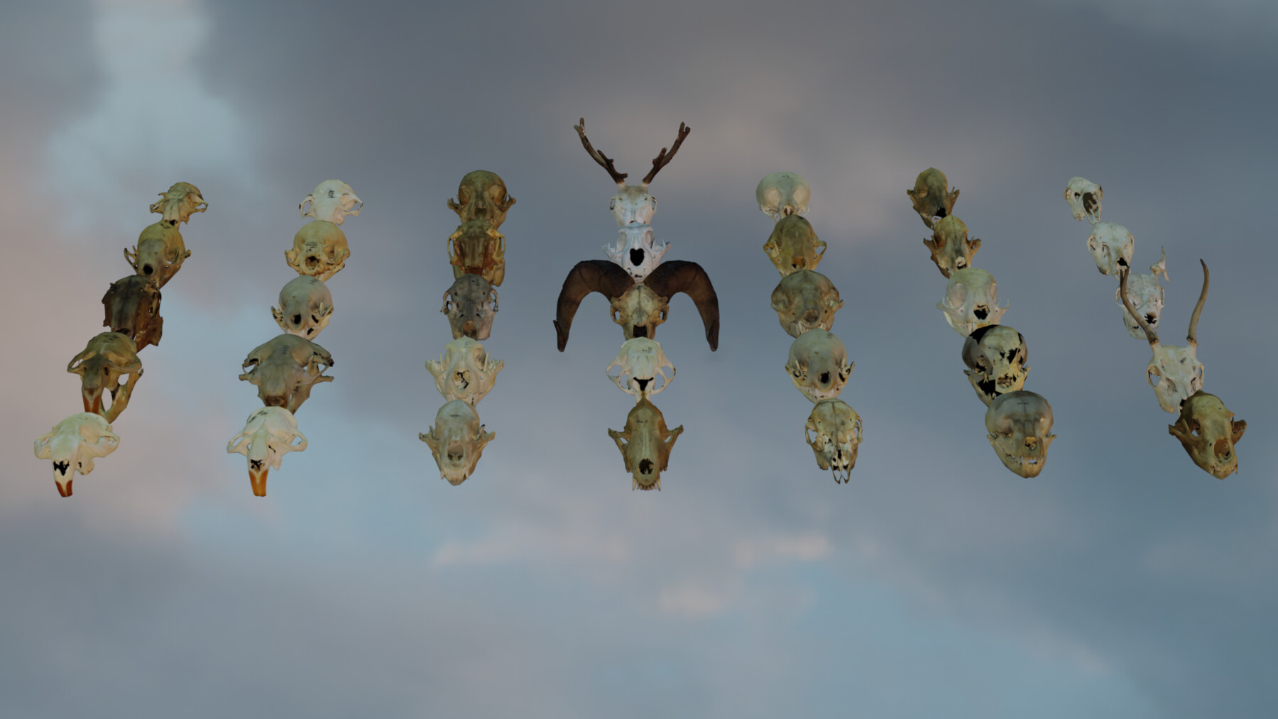 ArtStation - 35 IN 1 ANIMALS SKULL GAME READY | Game Assets