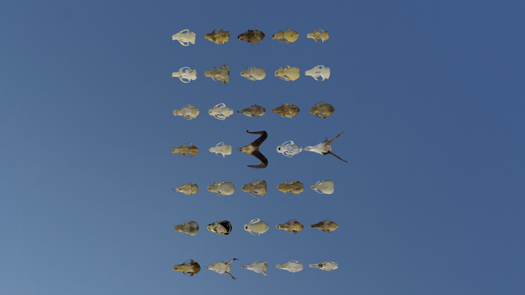 ArtStation - 35 IN 1 ANIMALS SKULL GAME READY | Game Assets