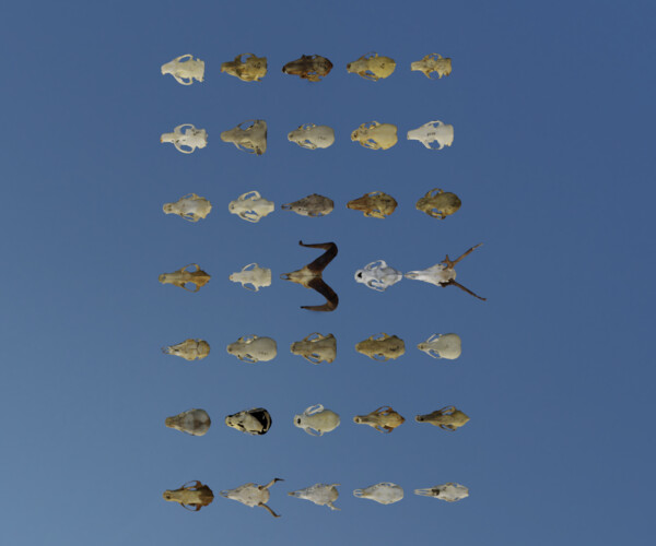 ArtStation - 35 IN 1 ANIMALS SKULL GAME READY | Game Assets