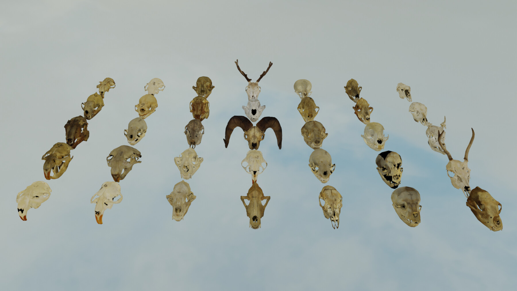 ArtStation - 35 IN 1 ANIMALS SKULL GAME READY | Game Assets