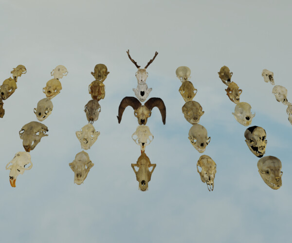ArtStation - 35 IN 1 ANIMALS SKULL GAME READY | Game Assets