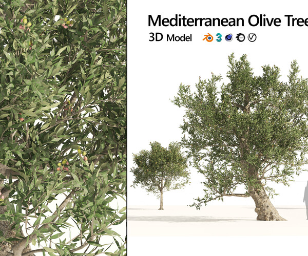 ArtStation - Mediterranean Olive Trees | Resources