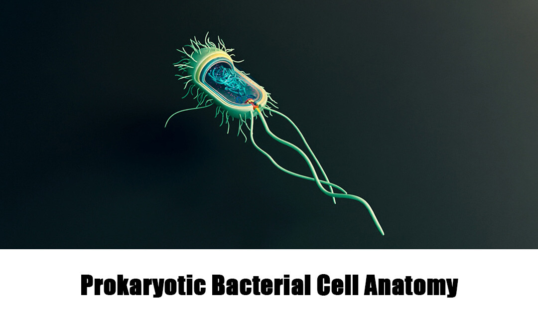 Nima Heydari - Prokaryotic Bacterial Cell Anatomy