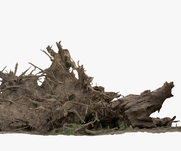 ArtStation - Tree uprooted dry stump roots | Game Assets