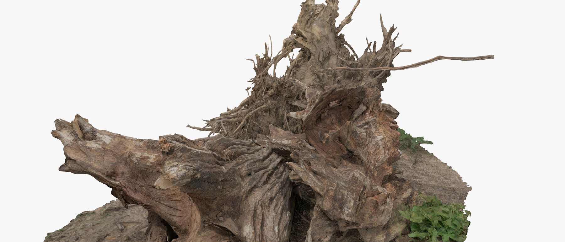 ArtStation - Tree uprooted dry stump roots | Game Assets