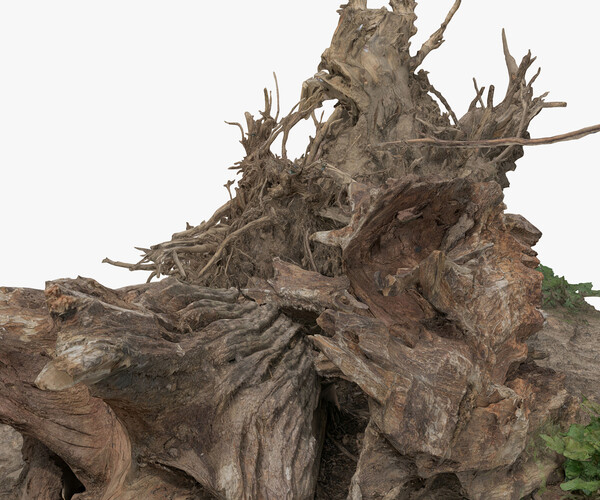 ArtStation - Tree uprooted dry stump roots | Game Assets
