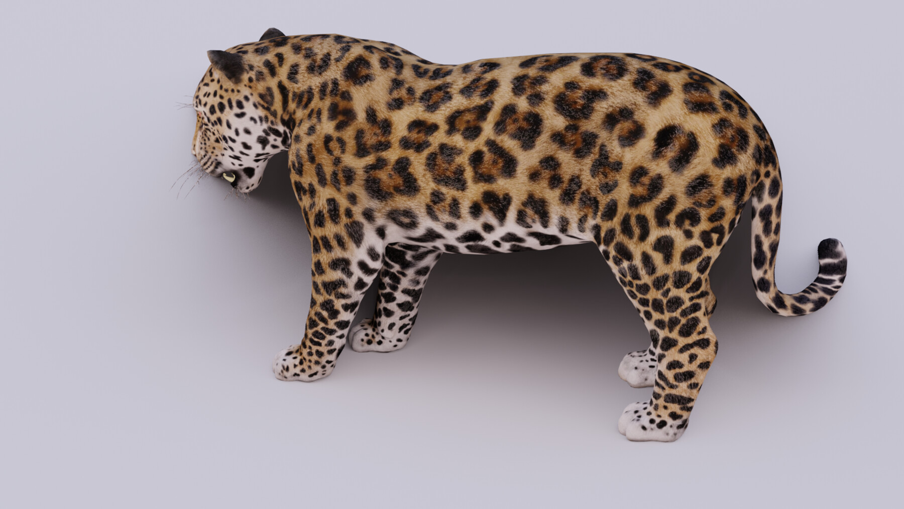 ArtStation - ANIMATED JAGUAR ANIMAL LOW POLY | Game Assets