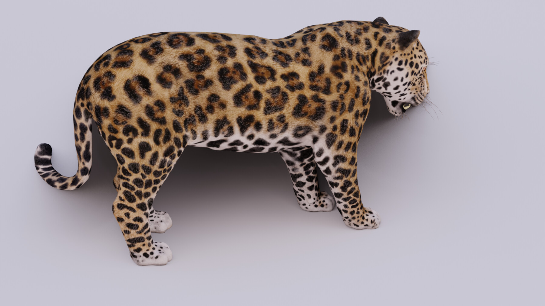 ArtStation - ANIMATED JAGUAR ANIMAL LOW POLY | Game Assets