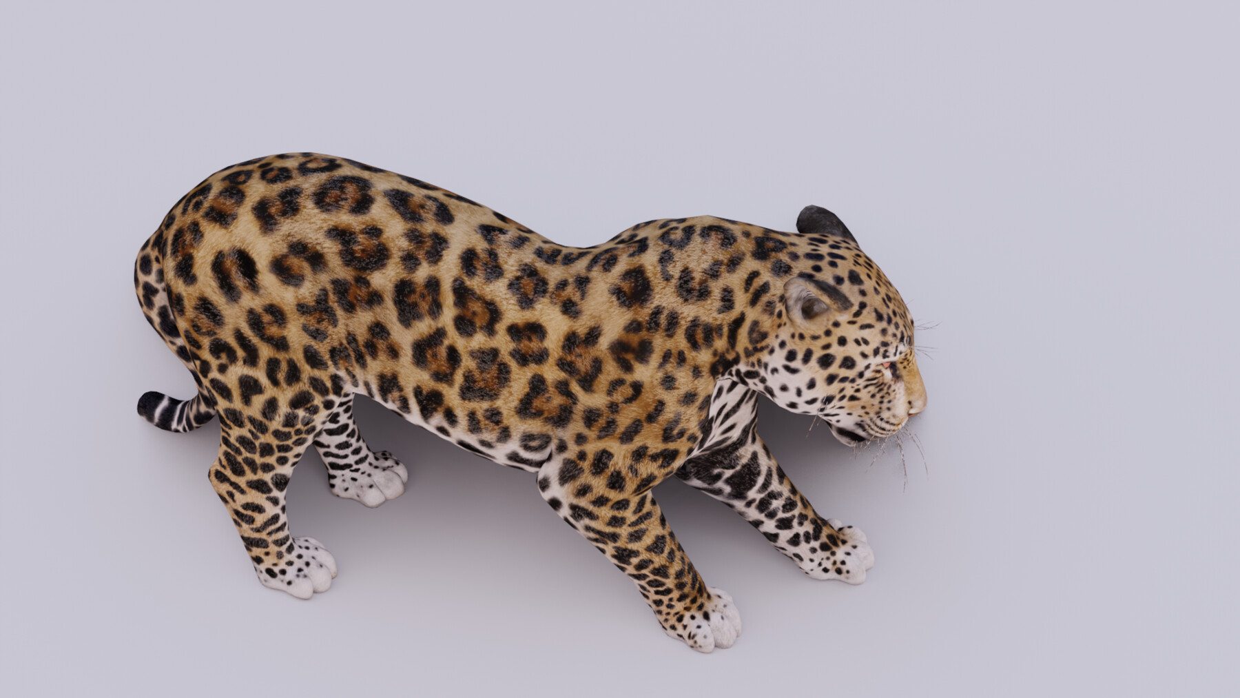 ArtStation - ANIMATED JAGUAR ANIMAL LOW POLY | Game Assets