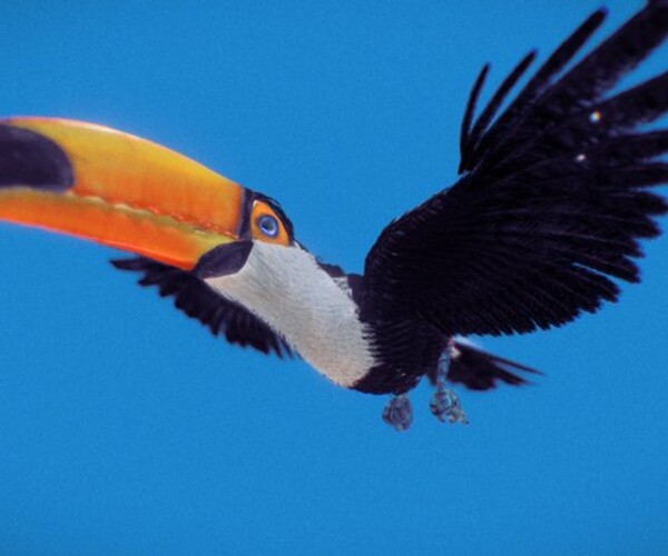 ArtStation - Toco toucan | Game Assets