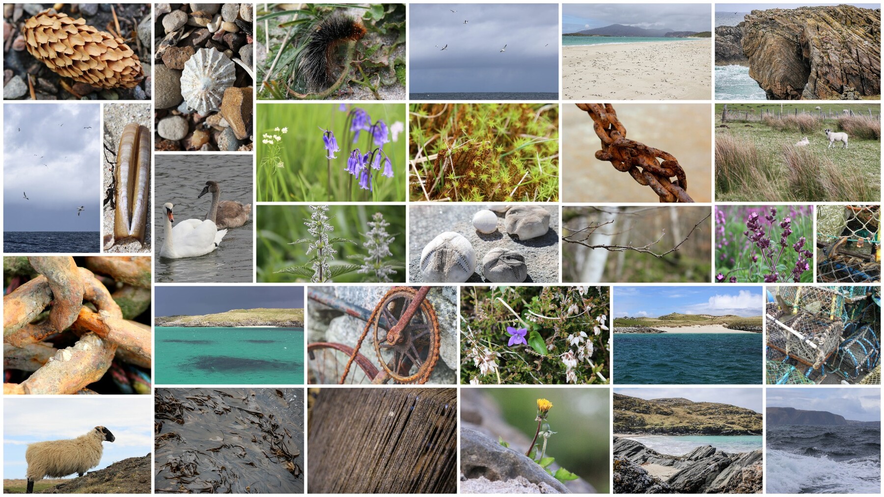 ArtStation - Scotland in Detail (Close-Up Reference Pack) | Resources