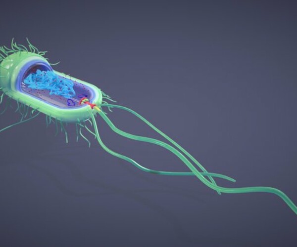 ArtStation - Prokaryotic Bacterial Cell Anatomy | Resources