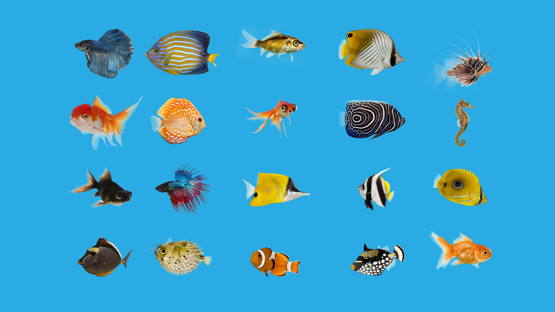 ArtStation - 20 Transparent Fishes - png | Resources