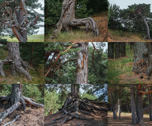 ArtStation - 980+ Pine Forest Reference Pictures | Resources