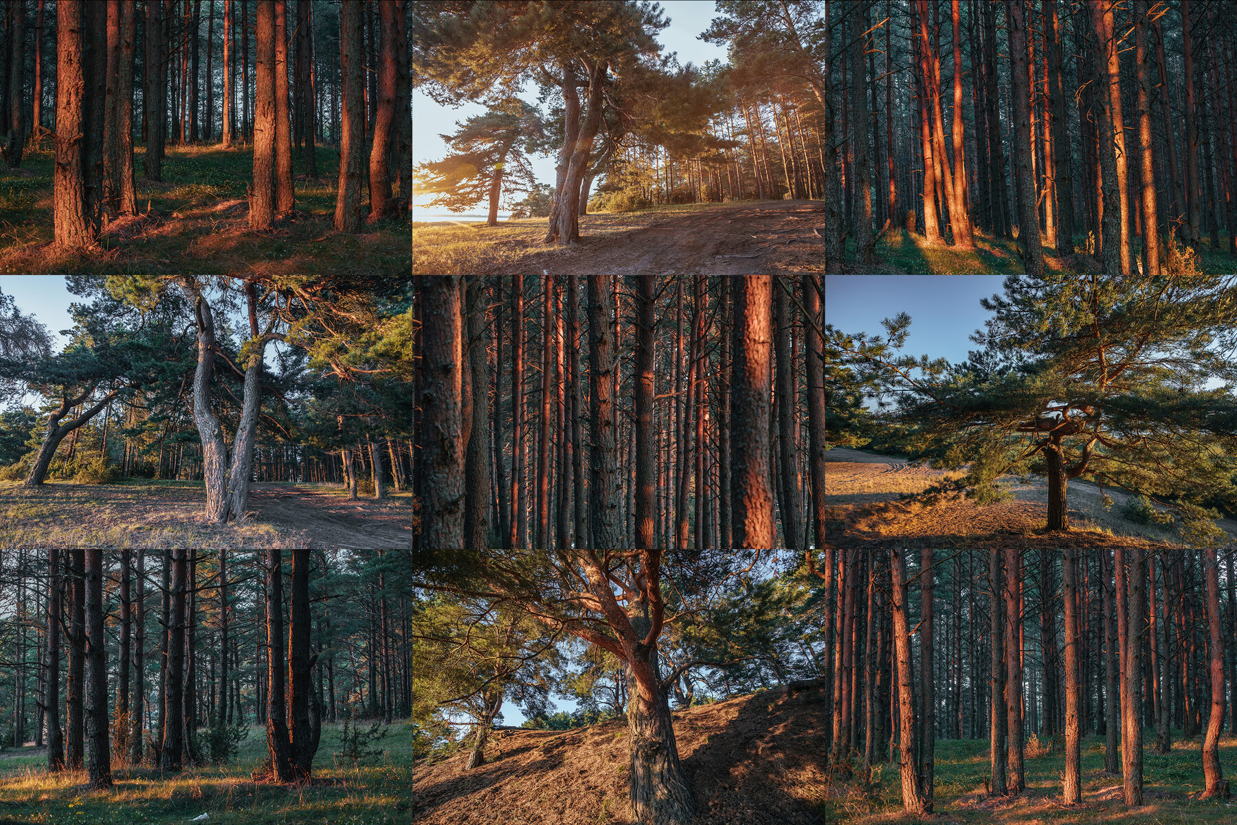 ArtStation - 980+ Pine Forest Reference Pictures | Resources