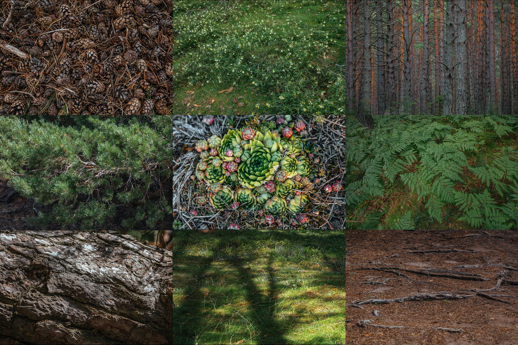 ArtStation - 980+ Pine Forest Reference Pictures | Resources