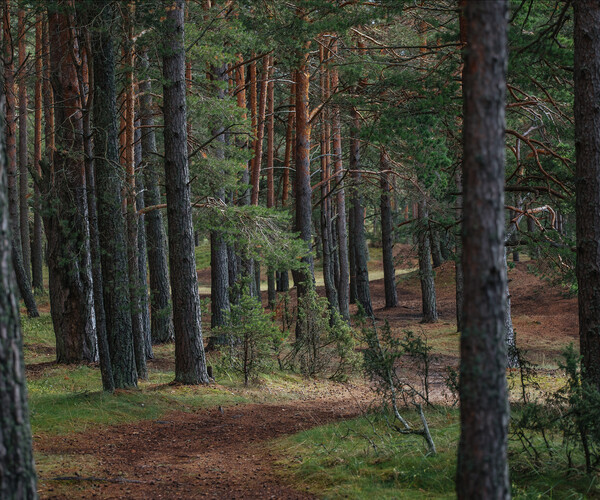 ArtStation - 980+ Pine Forest Reference Pictures | Resources