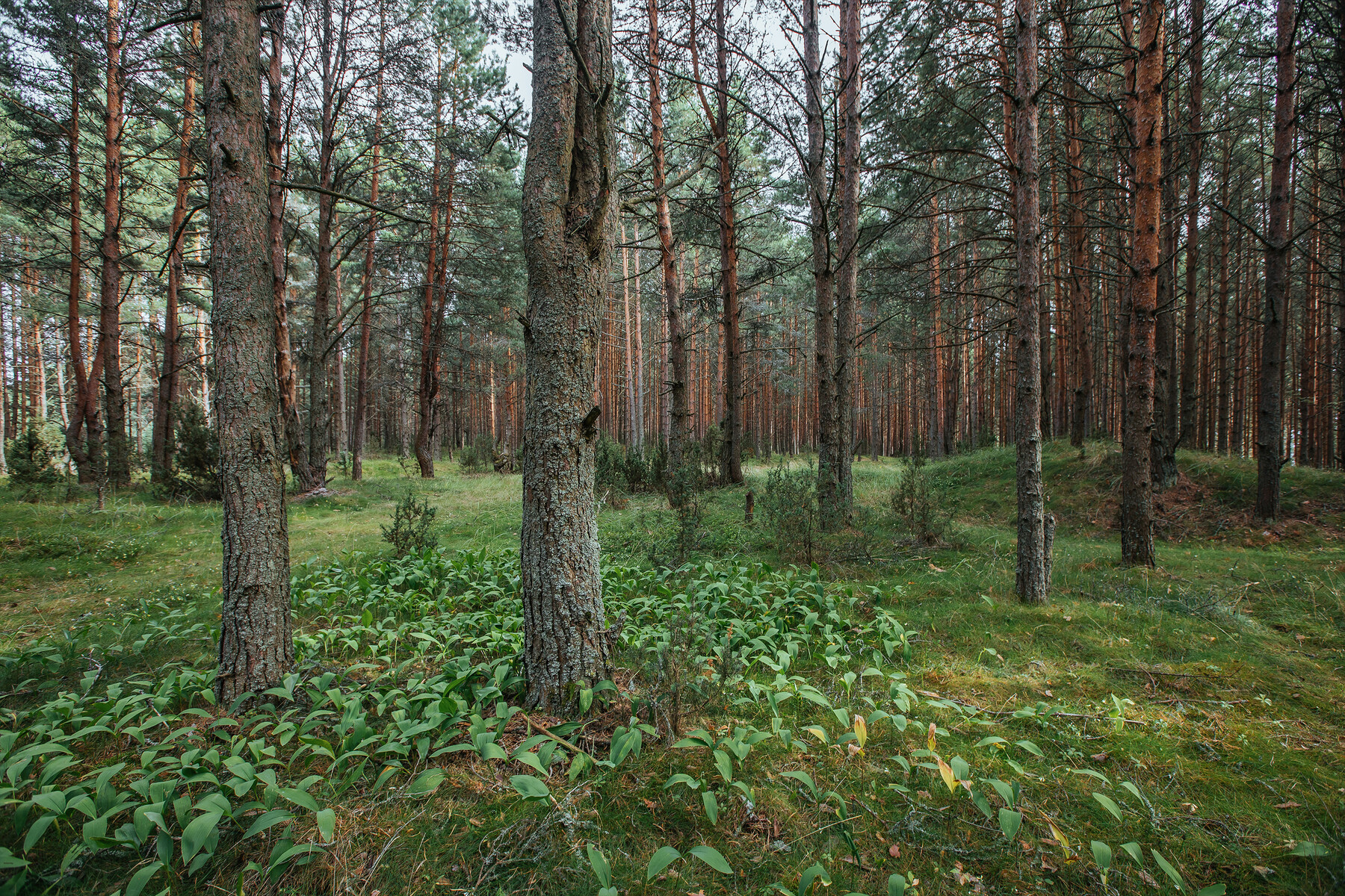 ArtStation - 980+ Pine Forest Reference Pictures | Resources