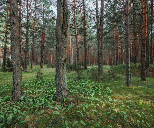 ArtStation - 980+ Pine Forest Reference Pictures | Resources