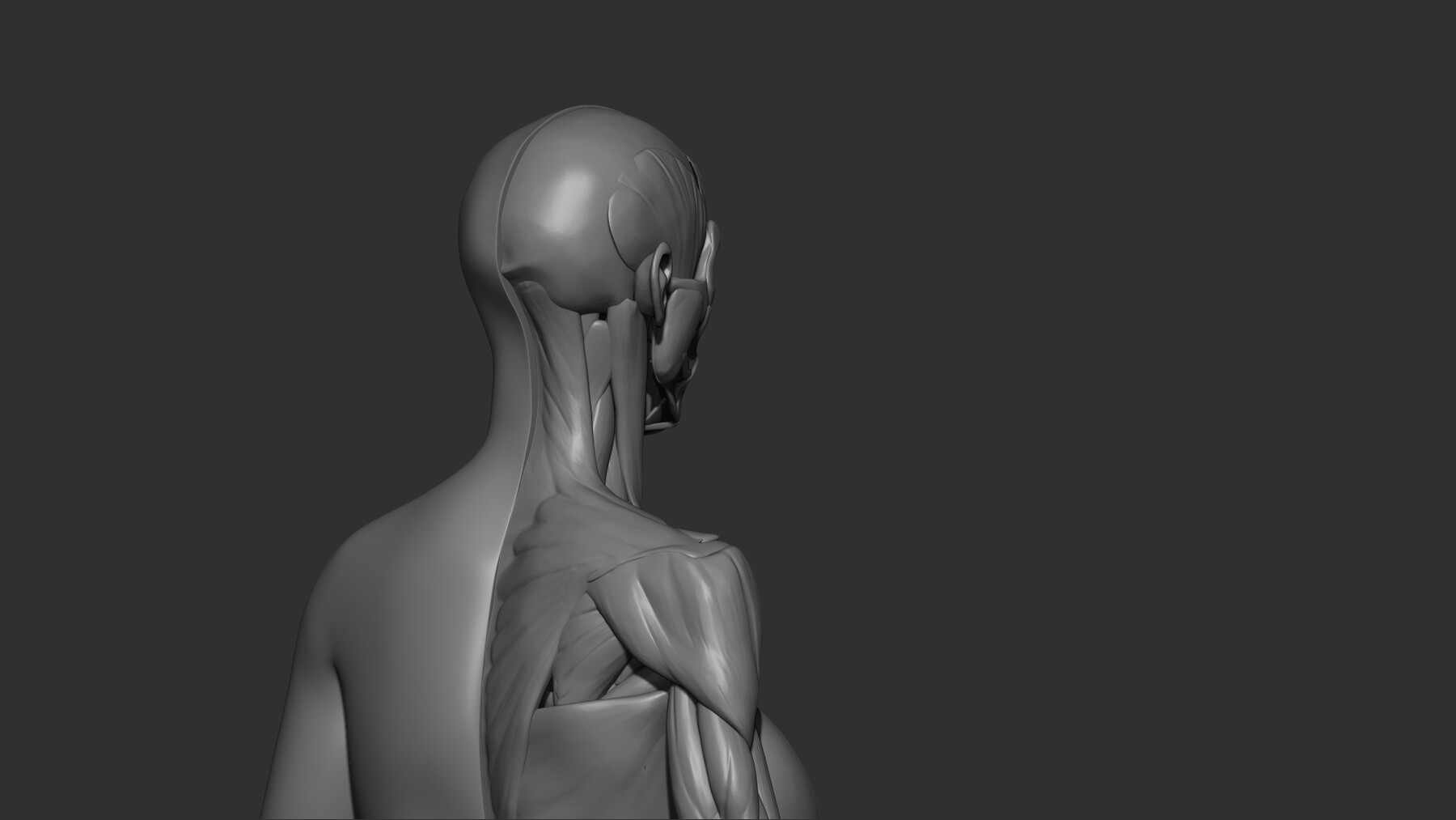 ArtStation - female anatomy 3d rint | Resources