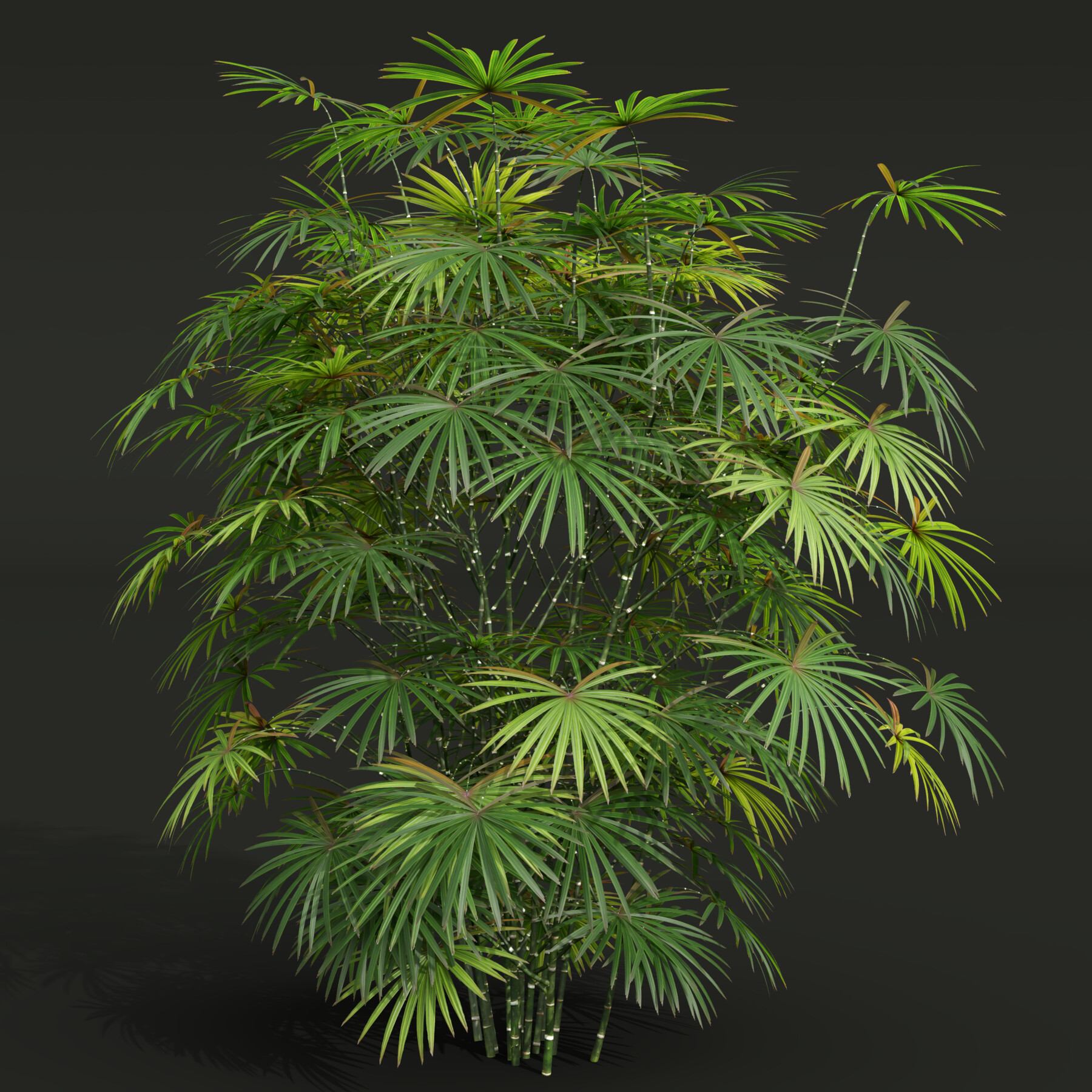 ArtStation - New Plant High detail Rhapis Excelsa | Resources