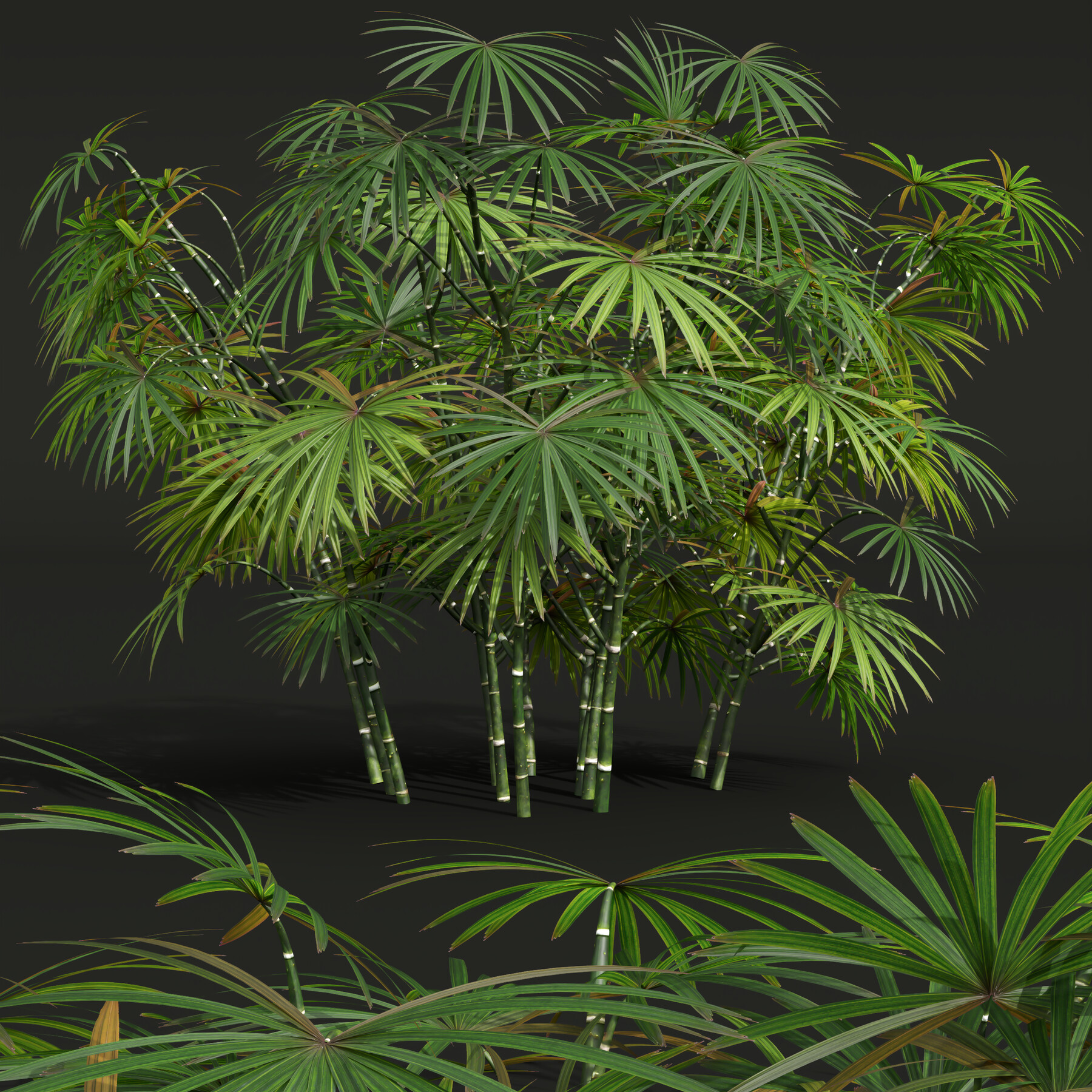 ArtStation - New Plant High detail Rhapis Excelsa Small | Resources