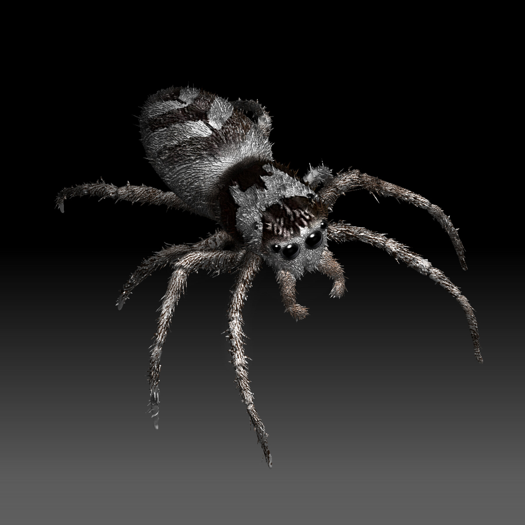 ArtStation - European Zebra Jumping spider 3D print and .dae model ...