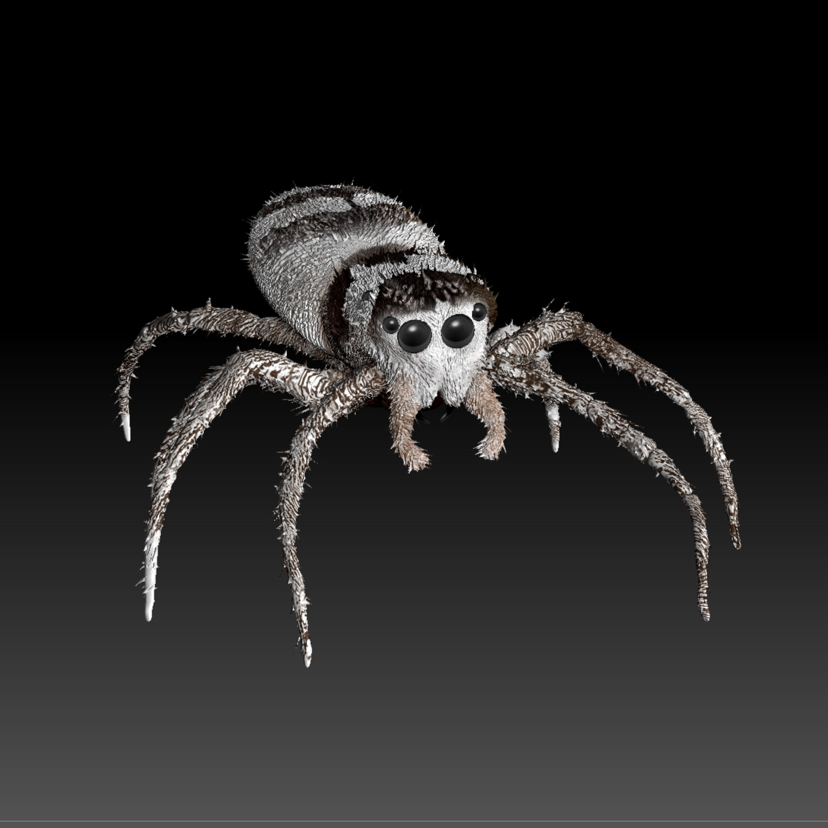 ArtStation - European Zebra Jumping spider 3D print and .dae model ...
