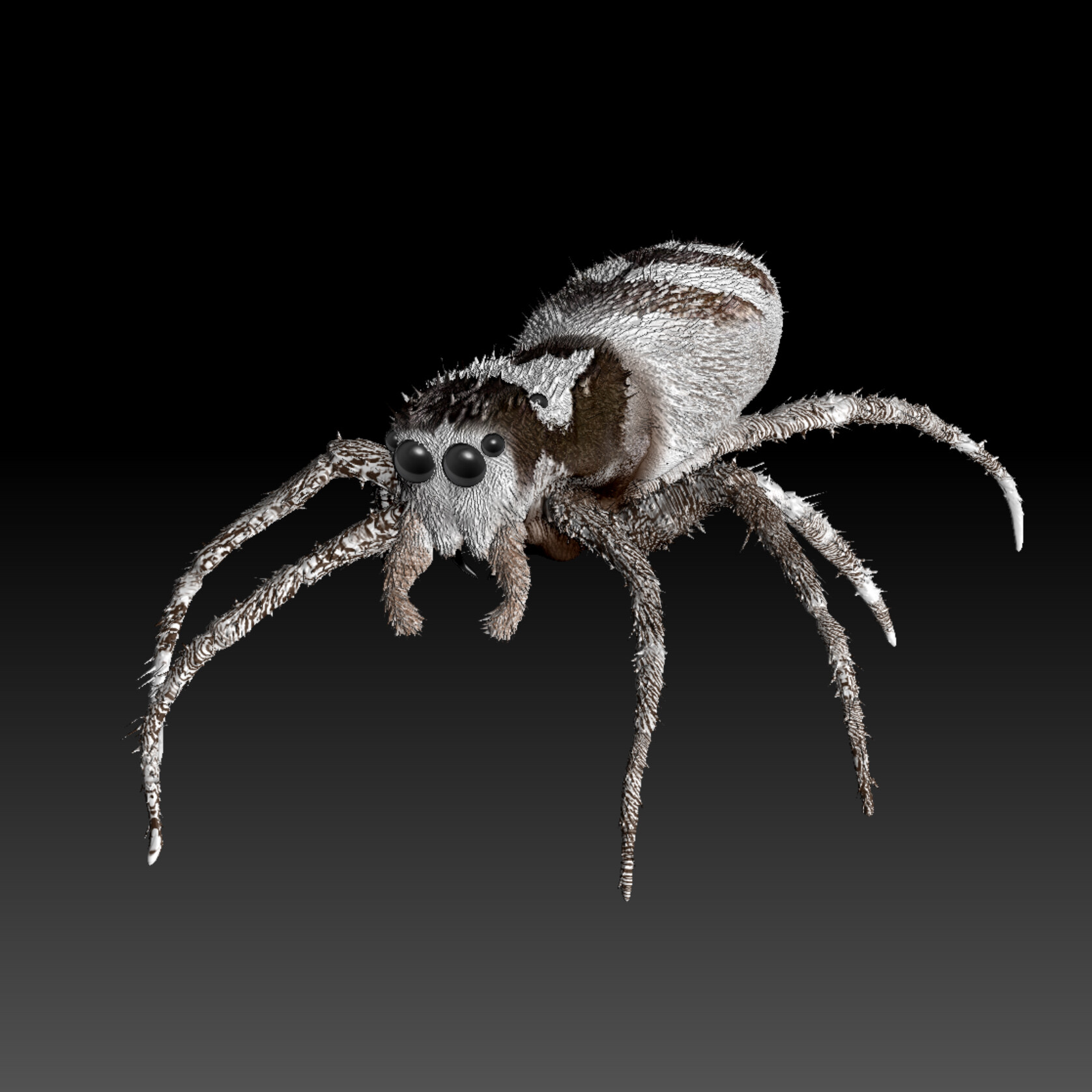 ArtStation - European Zebra Jumping spider 3D print and .dae model ...