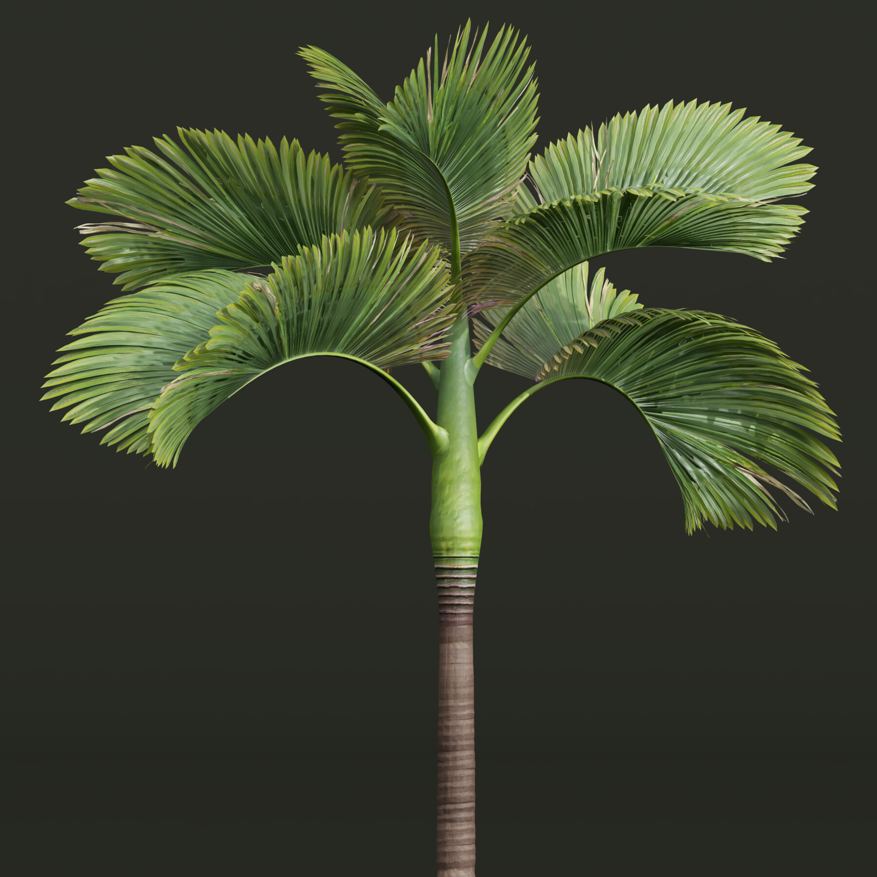 ArtStation - Areca Catechu Decorative Garden | Resources