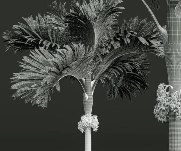 ArtStation - Areca Catechu Decorative Garden Fruit | Resources